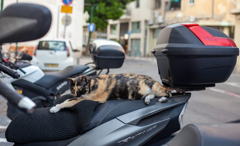 Cani e gatti in auto e moto