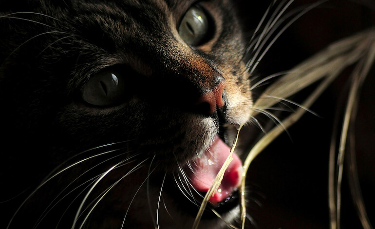 Il gatto super predatore