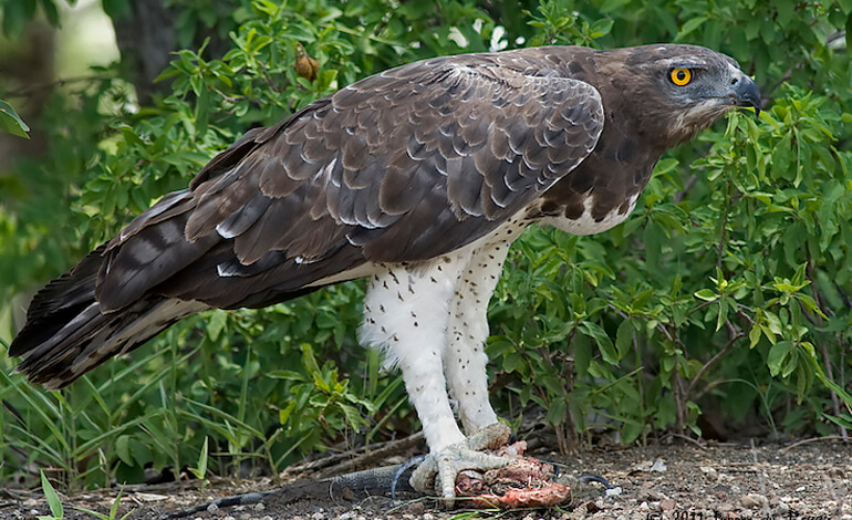 Gli uccelli rapaci africani stanno scomparendo
