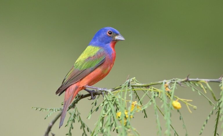Uno spettacolo di colori della natura