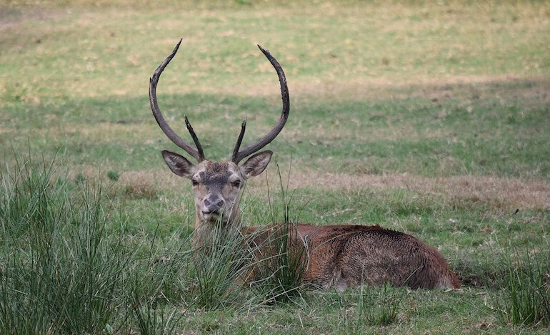 Buone notizie per la fauna selvatica