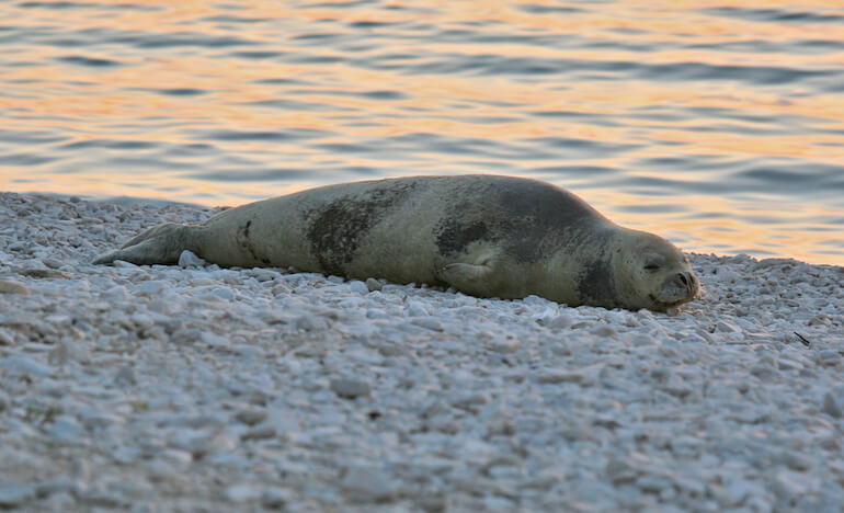 Il segreto delle foche artiche per resistere al freddo