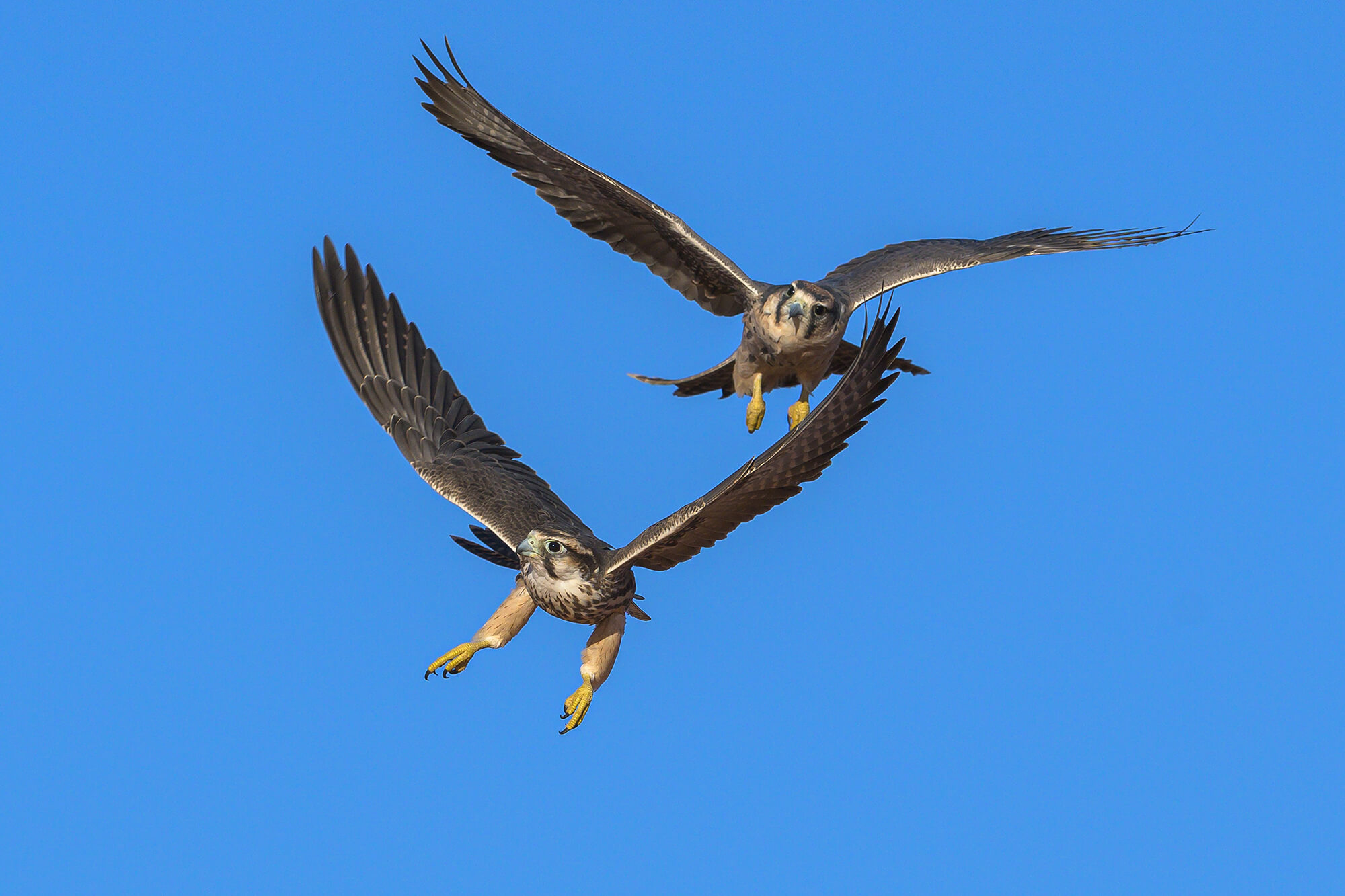 L’unicità del falco Lanario, una specie da salvaguardare