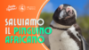 Salviamo il pinguino africano