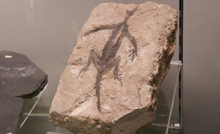 Indagine sulla pelle del rettile fossile più antico d'Italia