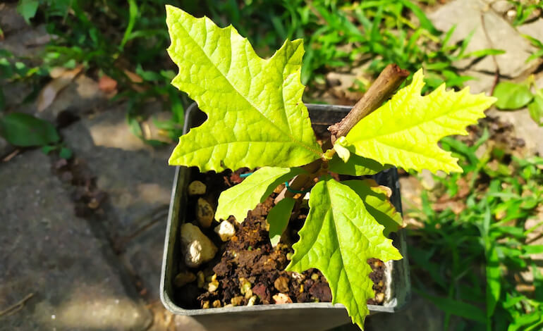 Platano di Curinga, l'associazione Patriarchi della Natura ha salvato ...