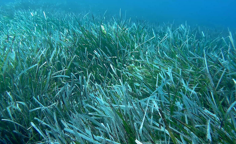 La Posidonia contro l'acidificazione dei mari