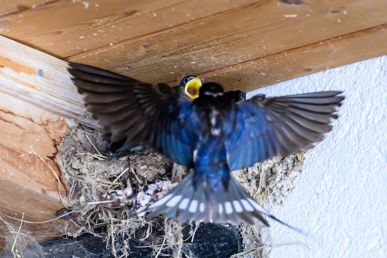 Rondini, alleate delle aziende agricole