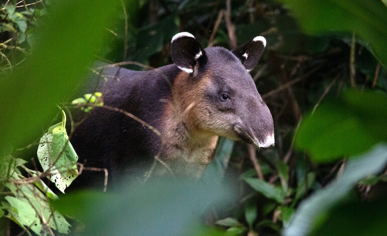 Sulle tracce del tapiro nella foresta pluviale della Tapir Valley