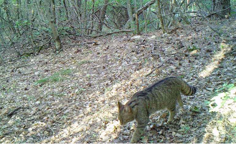 Salvaguardia della fauna forestale