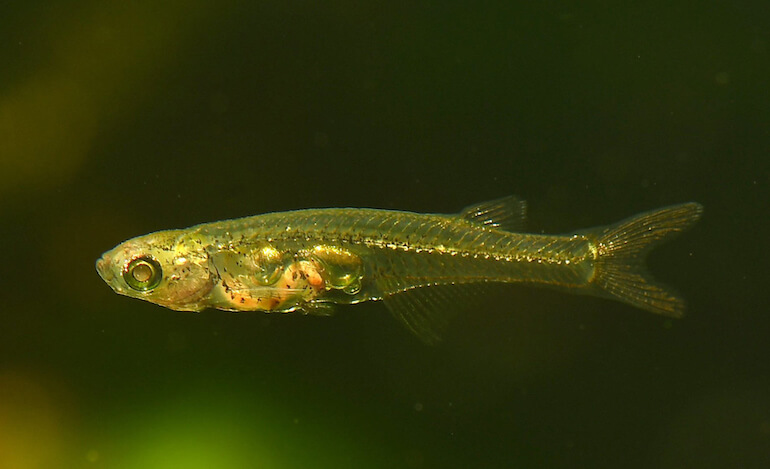 Il piccolo pesce rumoroso