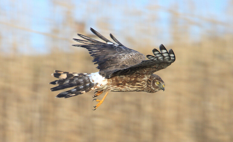 Il triangolo delle Bermuda dell'albanella reale