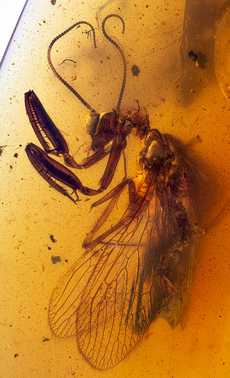 Amber Art: insetti intrappolati nell'ambra milioni di anni fa