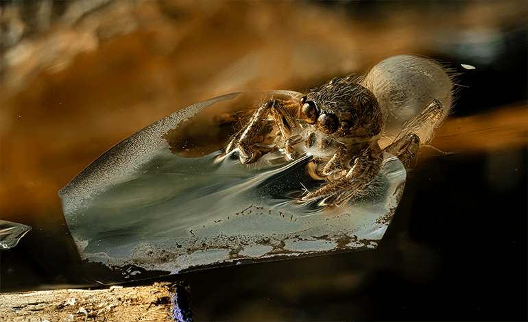 Amber Art: insetti intrappolati nell'ambra milioni di anni fa