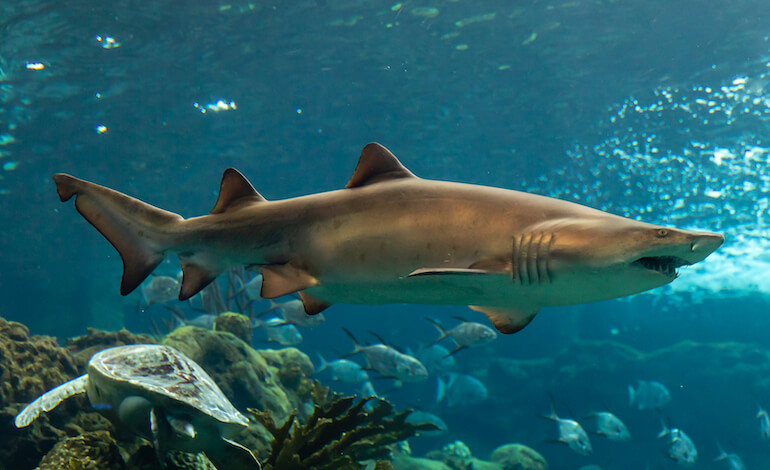 In Sudafrica l'acqua troppo fredda minaccia gli squali toro