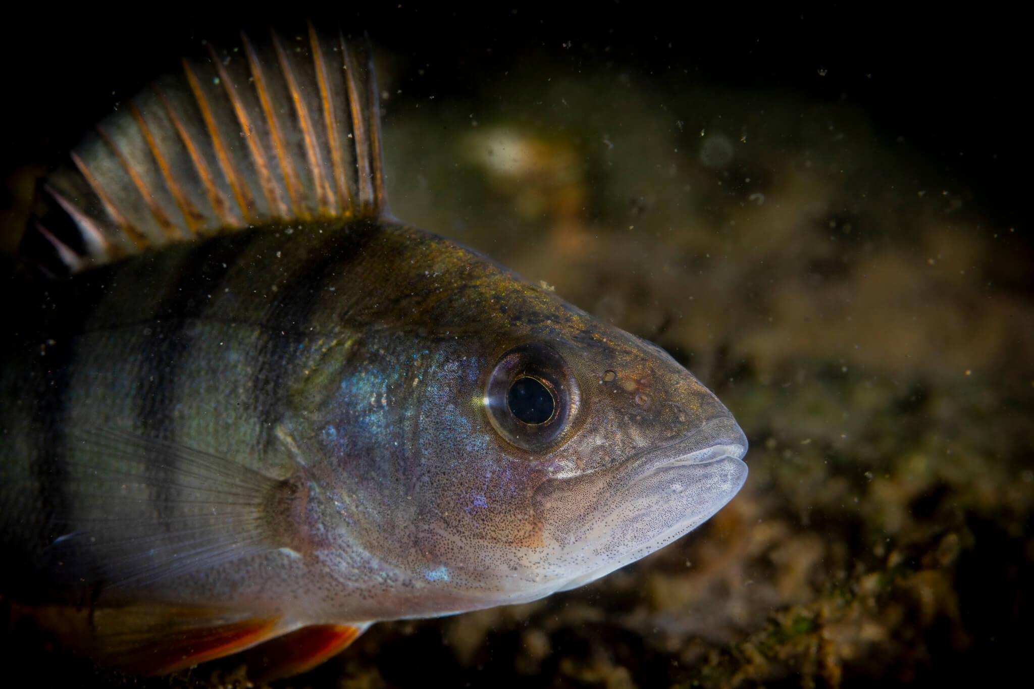 Un progetto per salvare il persico reale sul Lago Maggiore