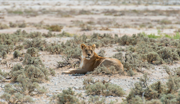Giornata mondiale del leone