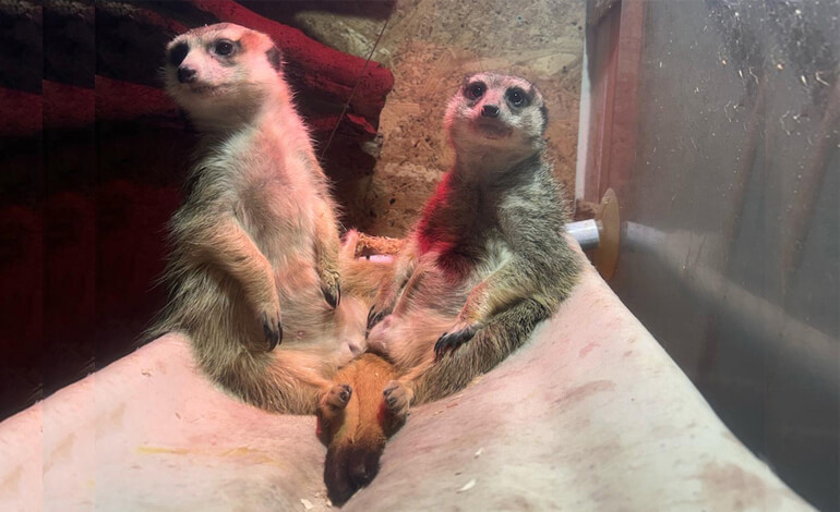 Recuperati due suricati abbandonati in campagna