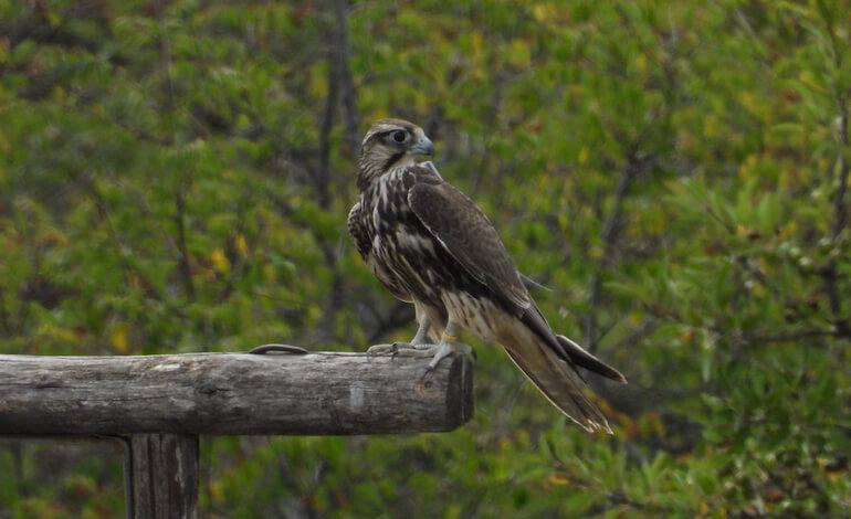 Il bracconaggio mette a rischio il ripopolamento del falco lanario