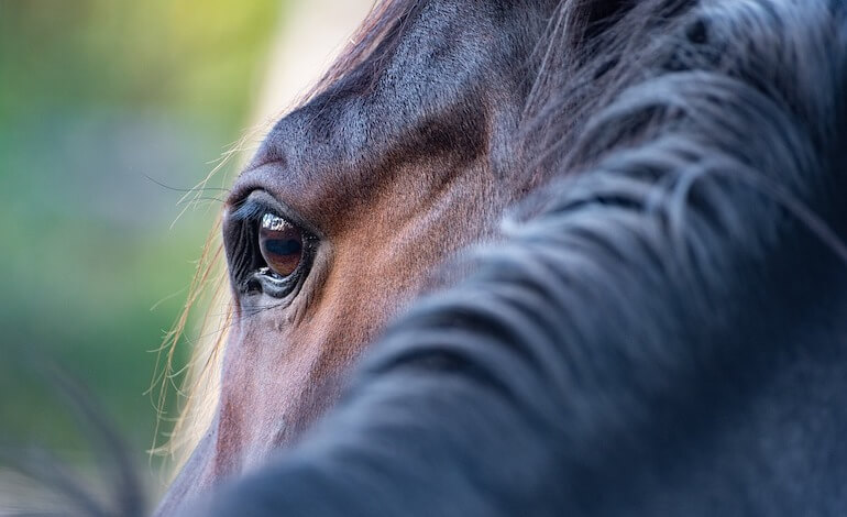 Chi è il cavallo