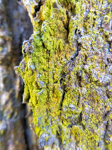 Le biosentinelle a due passi dalla Torre pendente