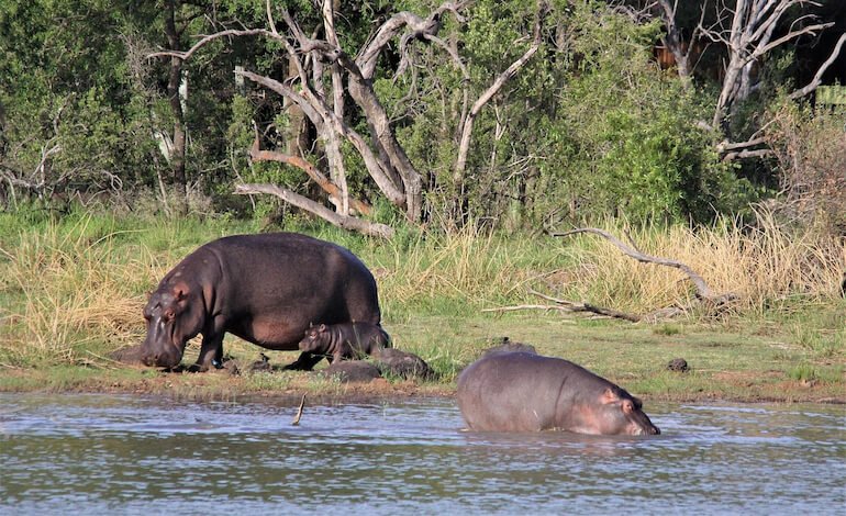 Noi e le nostre zone umide dipendiamo dagli animali selvatici