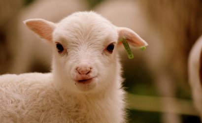 Chi è l'agnello