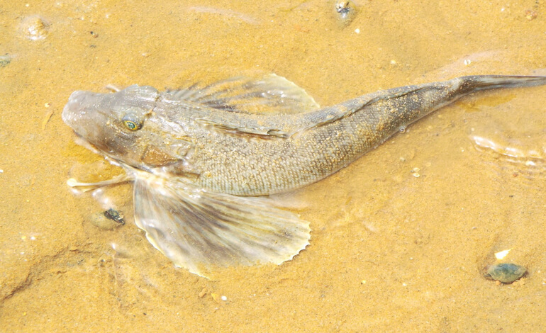 Un pesce modello per l'evoluzione