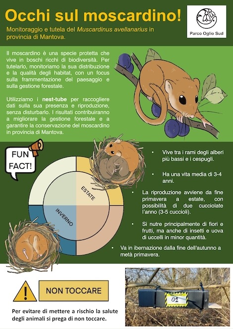Occhi sul moscardino!