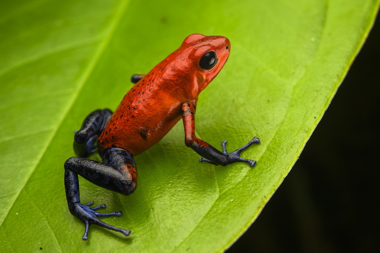 AMPHIBIA La vita tra acqua e terra