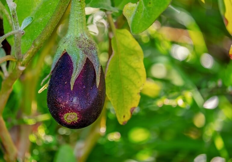 Il miglioramento genetico della melanzana