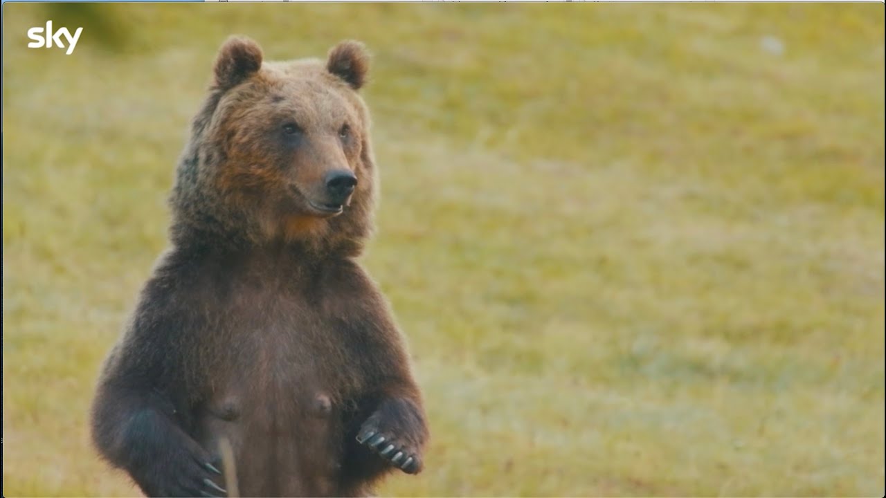 “Il Marsicano. L'ultimo orso”: in TV una straordinaria storia di natura